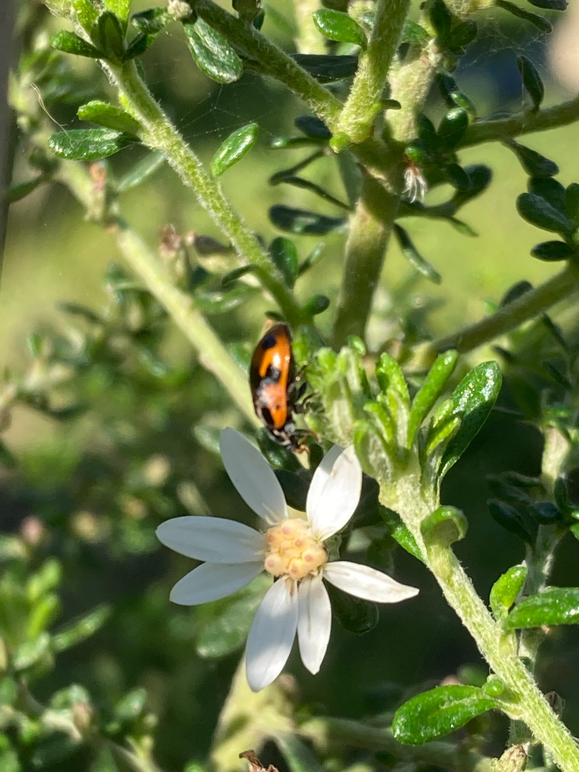 Native vegetation insectaries (NVI) | Ag-Resilience | Let's Talk ...